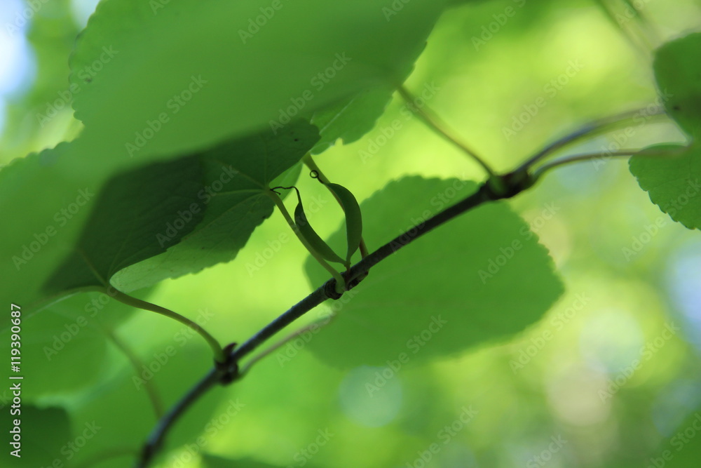 The Katsura tree, native to Japan. Native to China and Japan ...