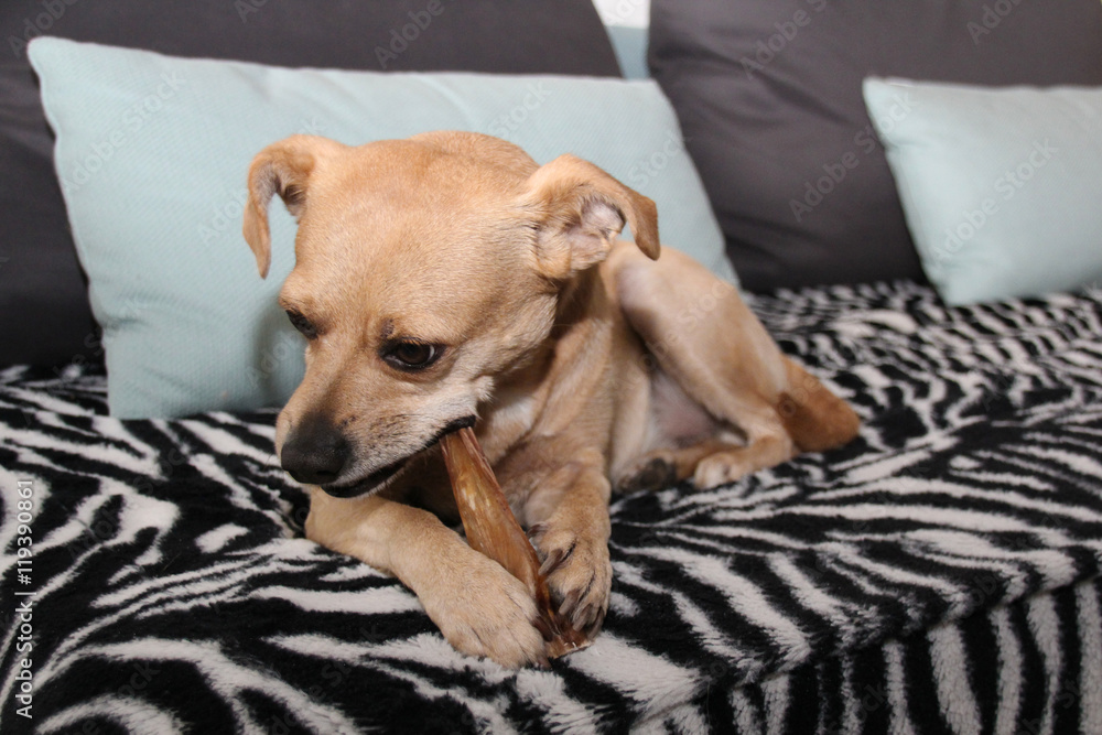 Hund mit seinem Knochen Stock Photo | Adobe Stock
