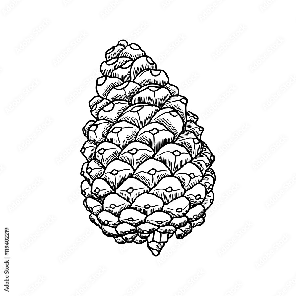 Pine Cone Ink Drawing
