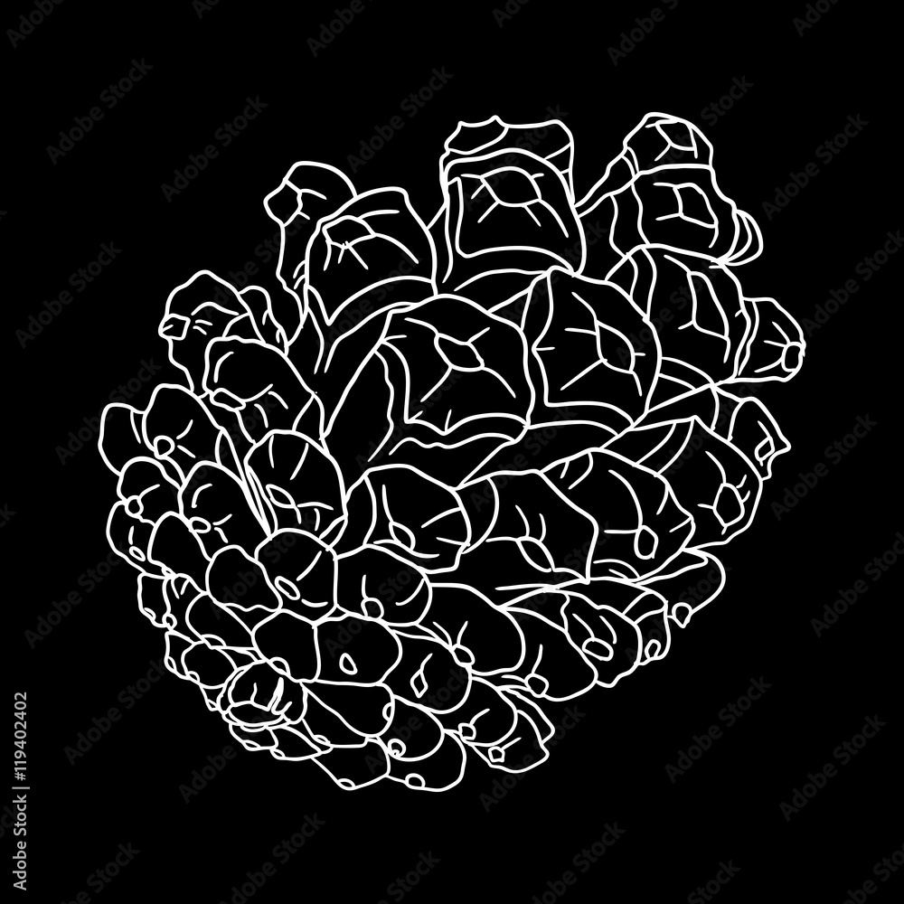 Vector hand drawing black and white realistic illustration of pine cone ...