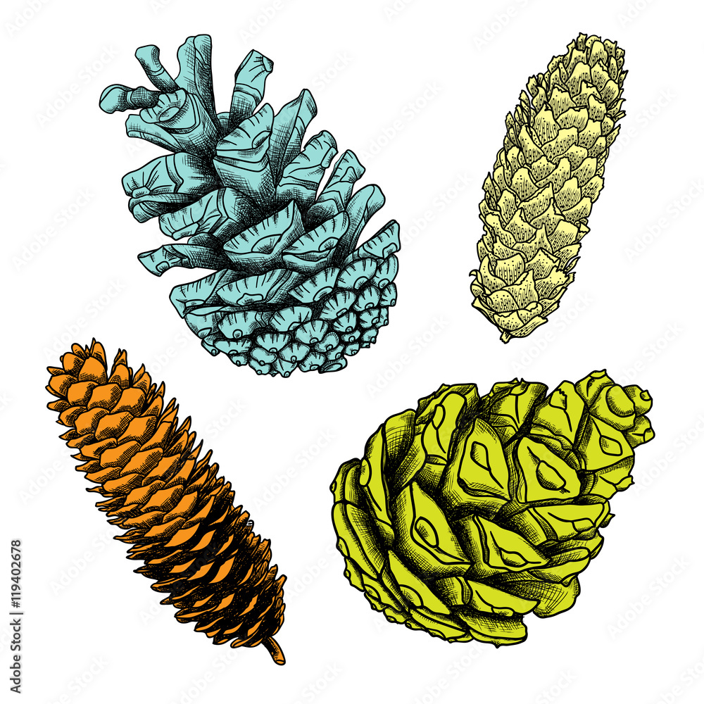 Female Pine Cone Vs Male