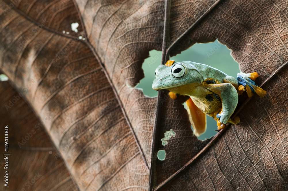 flying frog, frog, tree frog, Stock Photo | Adobe Stock