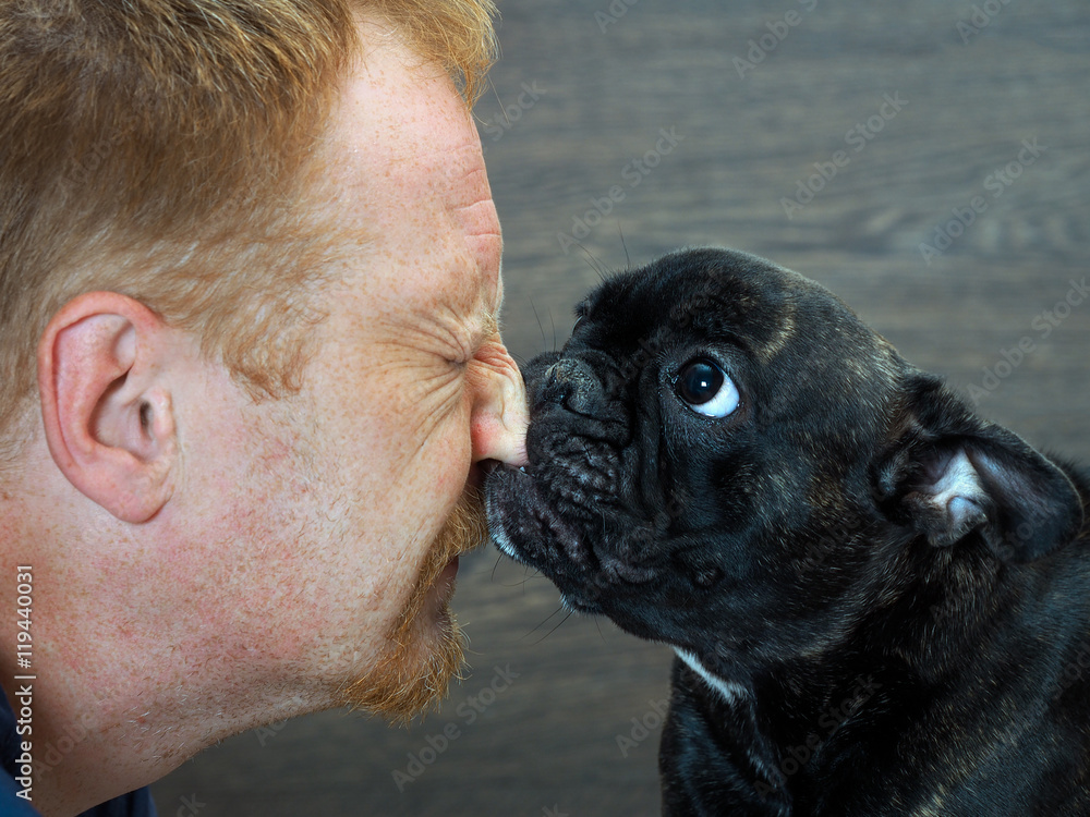 Dog bites man's nose. Dog black French bulldog. The face and muzzle ... Dog bites man's nose. Dog black French bulldog. The face and muzzle ...