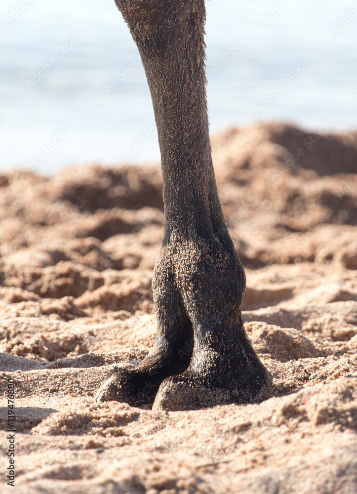 foot of a camel in the sand Stock Photo | Adobe Stock