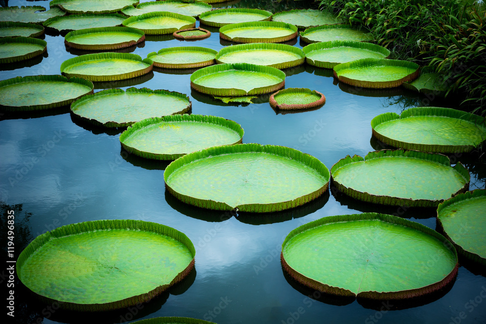Huge floating lotus, Giant Amazon water lily, Victoria amazonia Stock ...