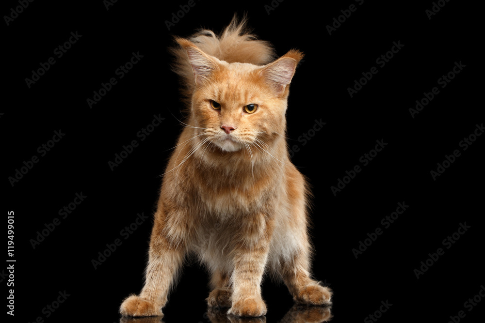 Angry Ginger Maine Coon Cat Standing and Gaze Looks Isolated on Black ...