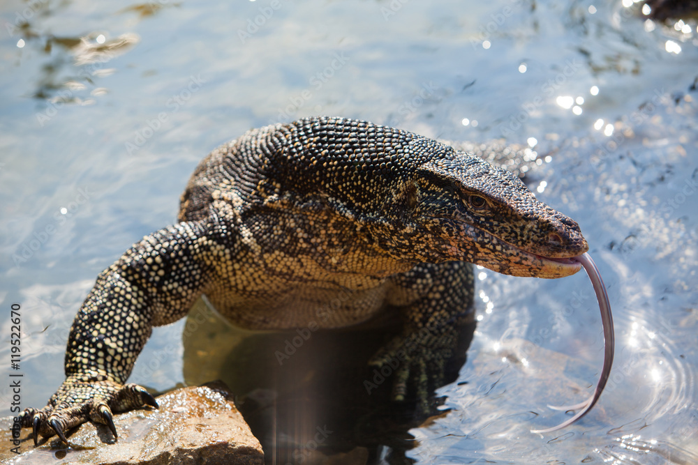 Huge Monitor lizard in the water - Hikkaduwa, Sri Lanka Stock Photo ...