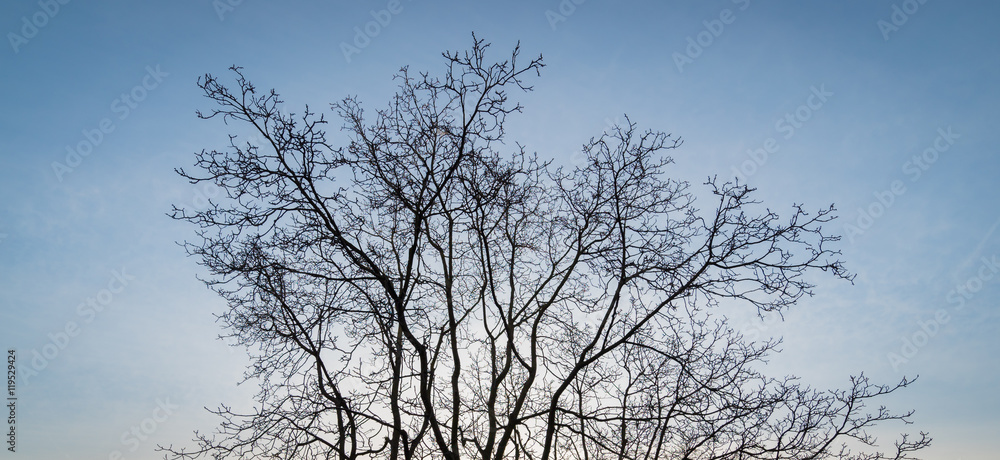 Silhouette tree with Sky Stock Photo | Adobe Stock