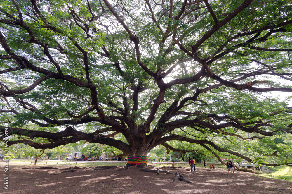 Giant mimosa rain tree (Travelling place) in Kanchanaburi provin Stock ...