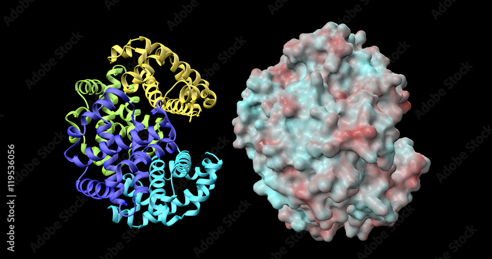Hemoglobin molecule ribbon and solid surface representations. 3d render ...