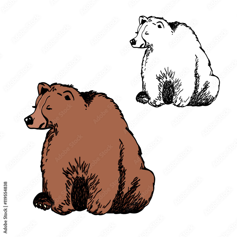 Brown bear two drawings Stock Vector | Adobe Stock