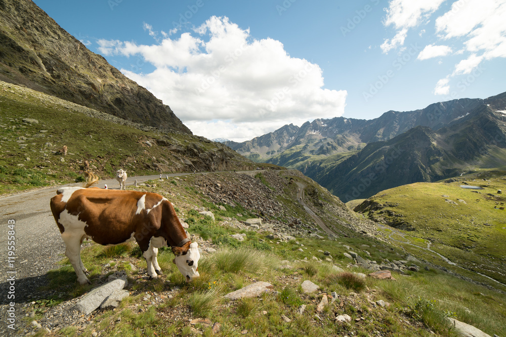 Foto Stock mucche al pascolo | Adobe Stock