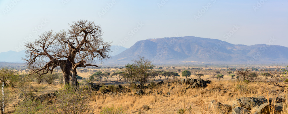 Landscape with Baobab (Adansonia digitata). Ruaha National Park ...