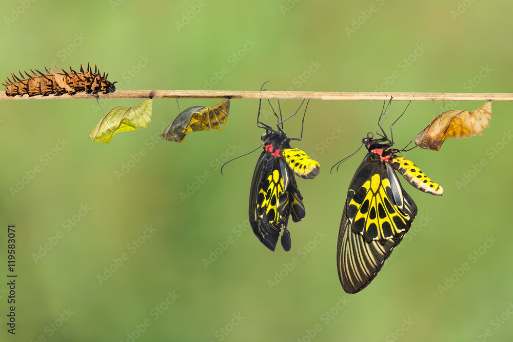 Life cycle of female common birdwing butterfly Stock Photo | Adobe Stock