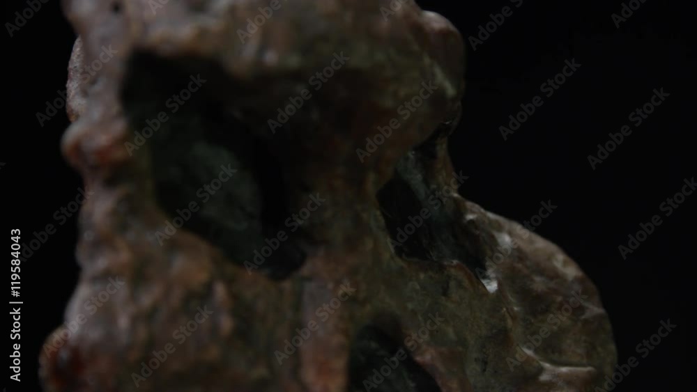 Australopithecus Skull on Display in Evolution Exhibit Stock Video ...