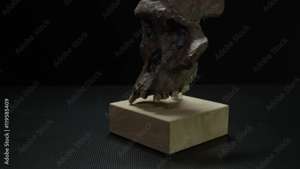 Australopithecus Skull on Display in Evolution Exhibit vídeo de Stock ...