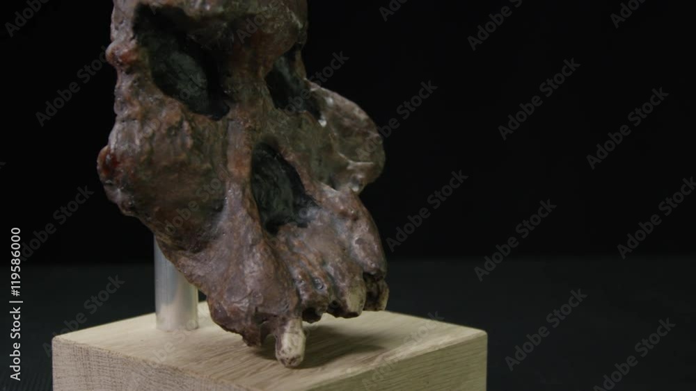 Australopithecus Skull on Display in Evolution Exhibit 素材庫影片 | Adobe Stock