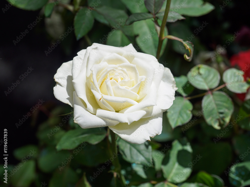 White rose flower in garden Stock Photo | Adobe Stock