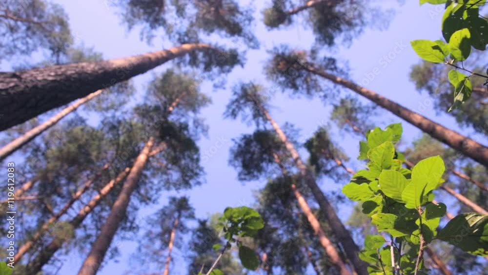 Epic forest. Bottom view from to green trees with foliage and sun rays ...