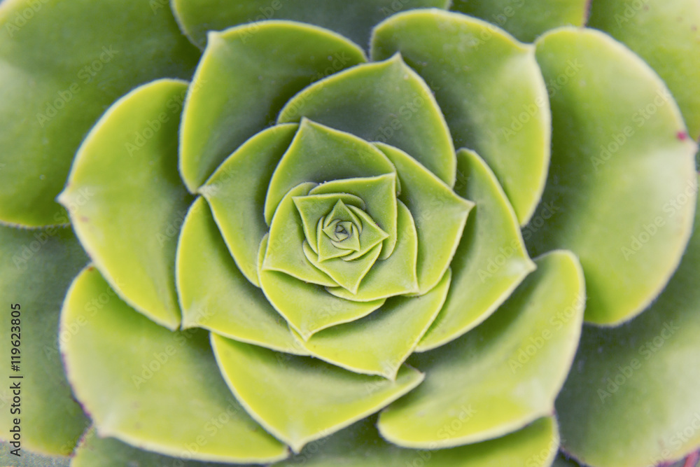 Lotus Flower / Lotus Shaped petals Stock Photo | Adobe Stock
