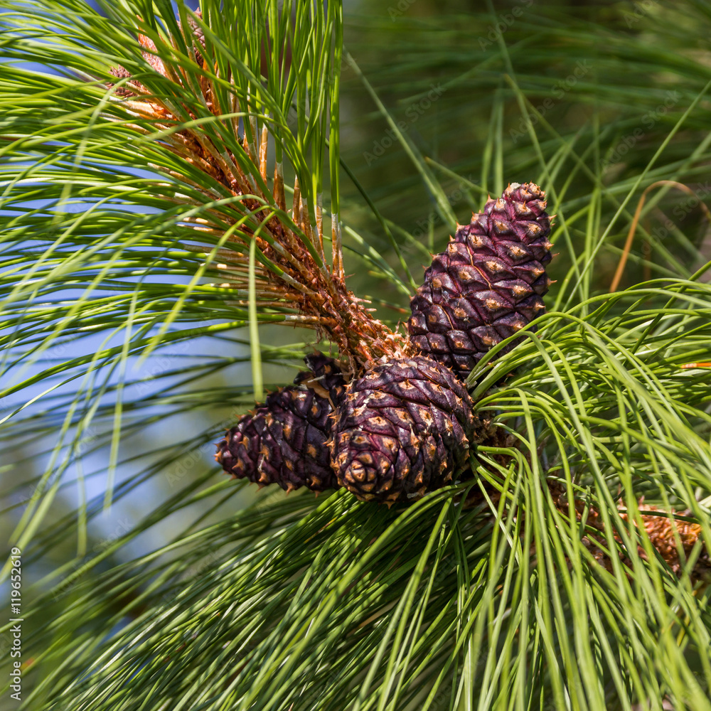 Beautiful color pine cone on green branches Stock Photo | Adobe Stock