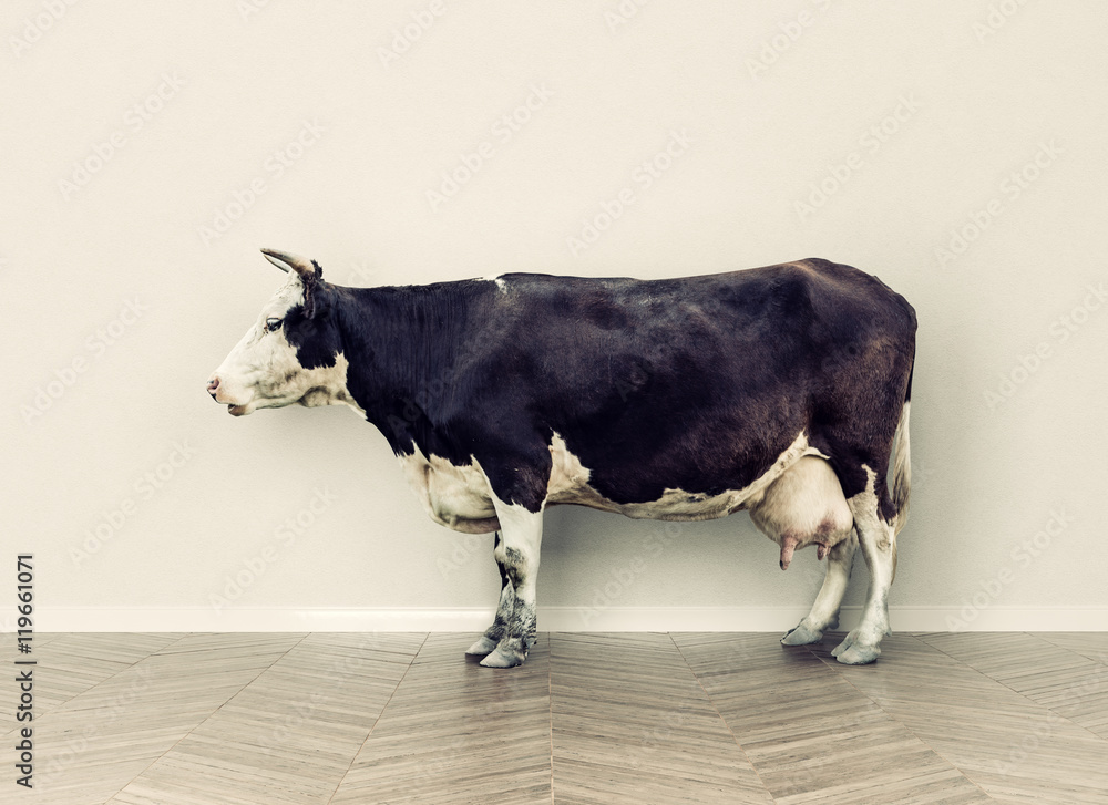 the cow in a room Stock Photo | Adobe Stock