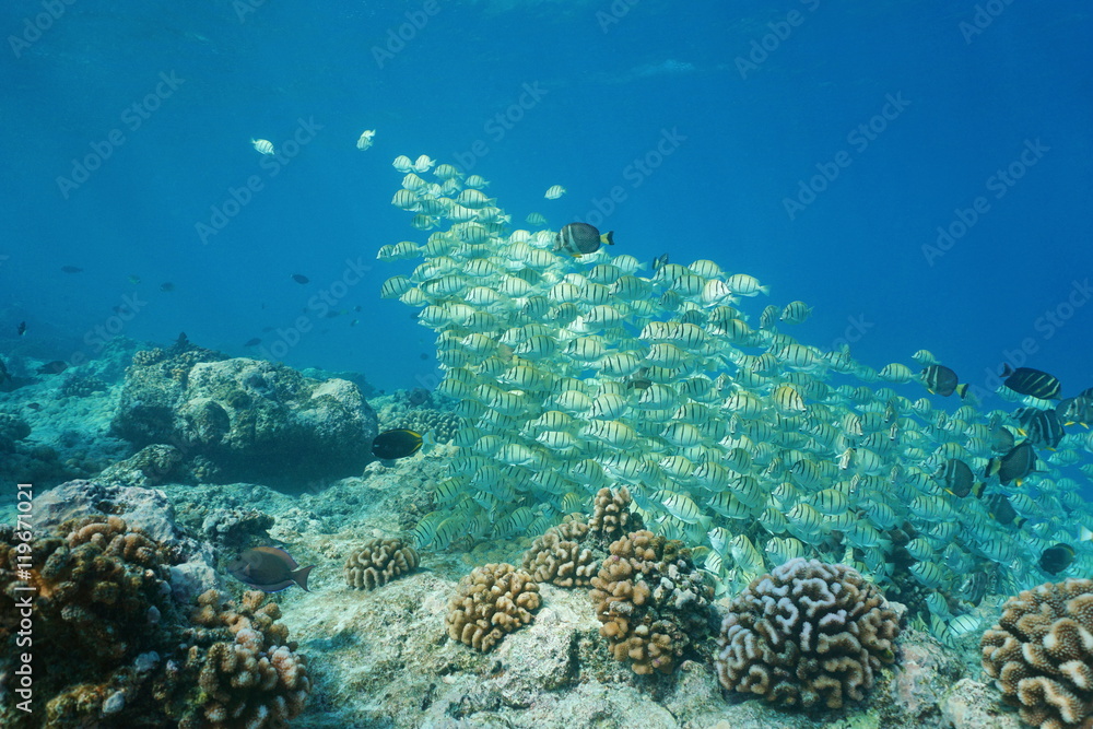 Tropical fish school convict tang underwater at the edge of a coral ...