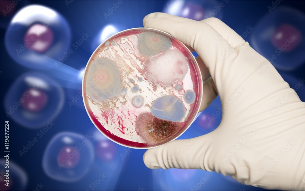 Petri. Stock Photo | Adobe Stock