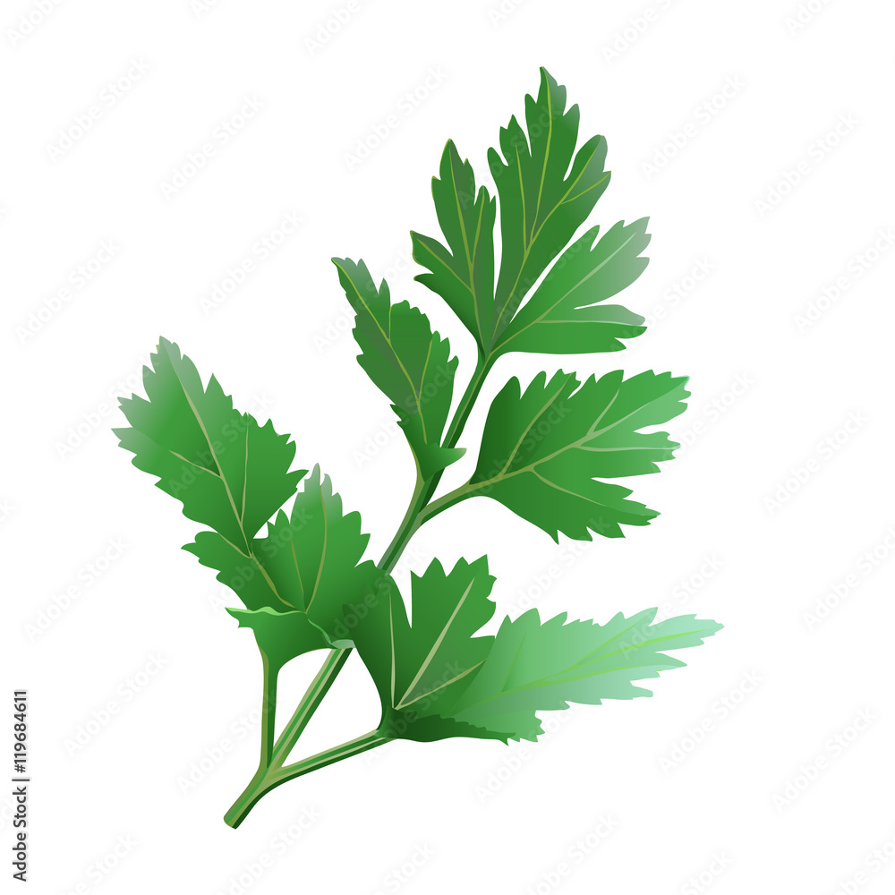 Culinary herbs - parsley. Hand drawn vector illustration of fresh ...