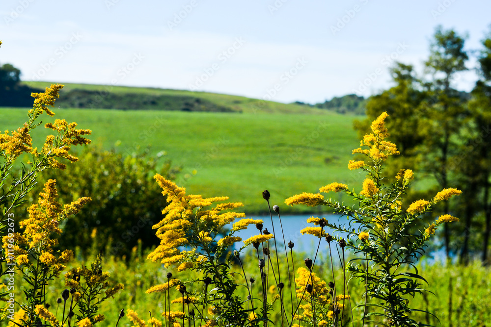 Thru the Goldenrods/Thru the Goldenrods to the vast landscape. Stock ...