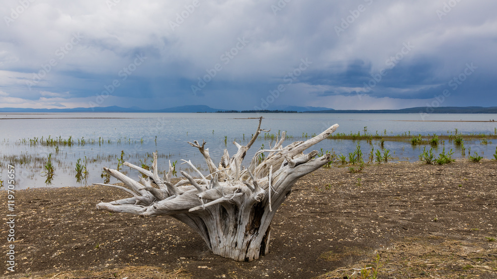 Dry tree lies on the shore of the lake. The unusual shape of the stump ...