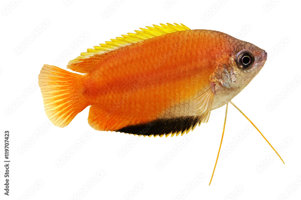 Honey gourami Trichogaster chuna tropical aquarium fish isolated on ...
