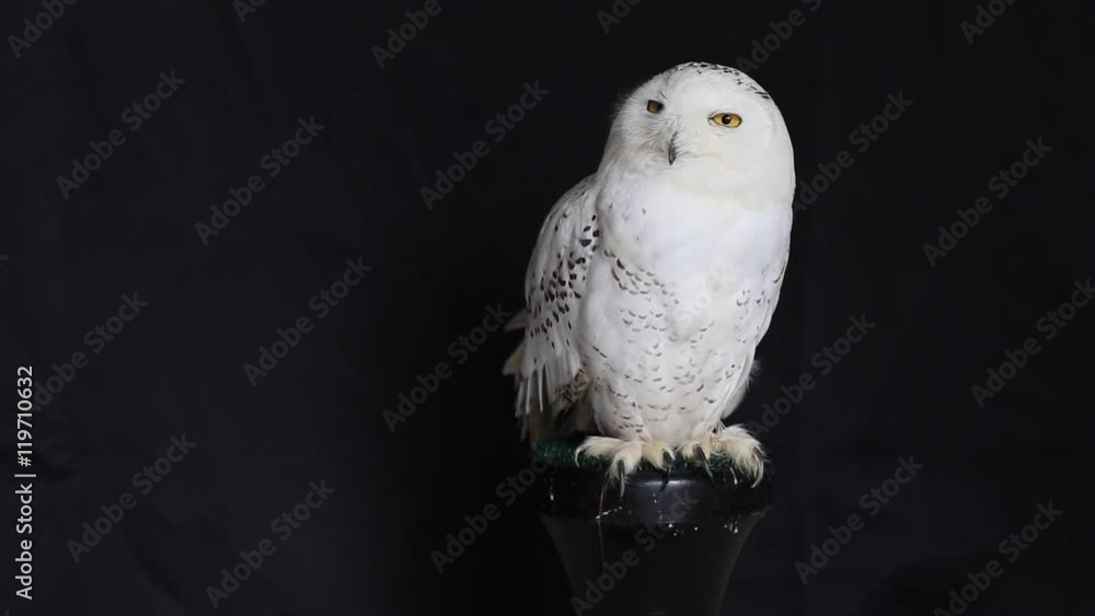 Stockvideo Snowy owl is a large diurnal Owl, with fairly rounded head ...