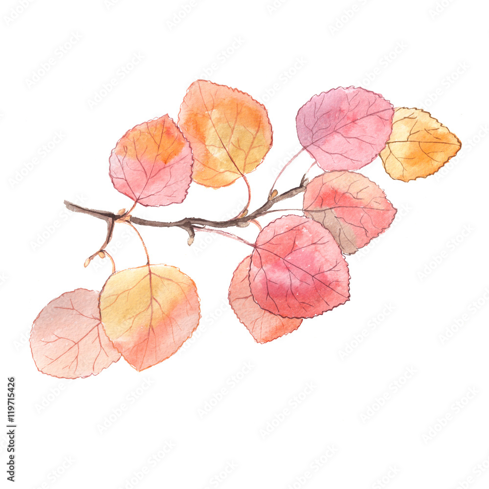 Watercolor painting of a bright autumn branch of aspen tree. Isolated on white background Stock ...
