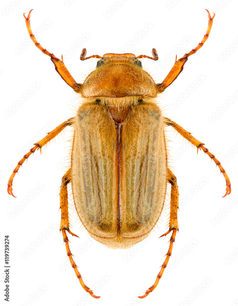 Amphimallon solstitiale or summer chafer beetle or European june beetle ...