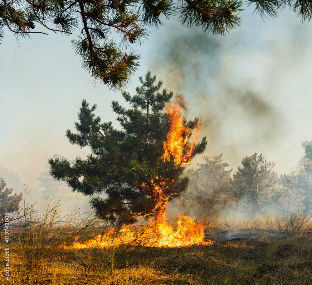 Forest Fire, Wildfire burning tree in red and orange color. Stock Photo ...