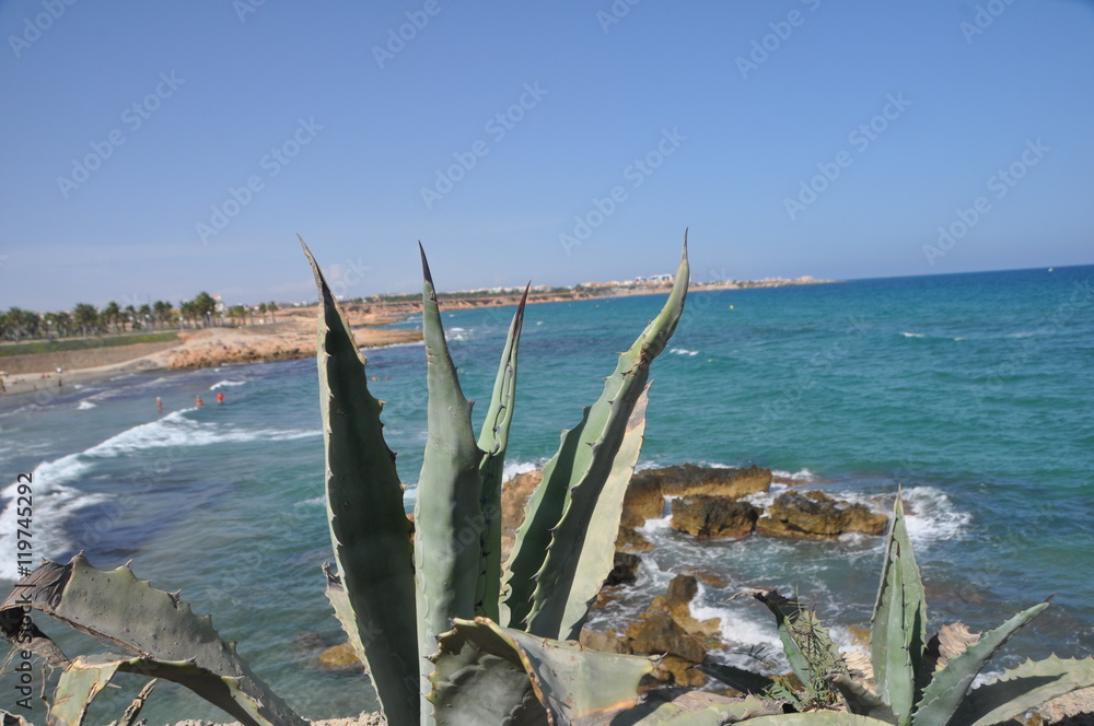 Foto de Playa Las plantas que crecen en la playa, condiciones difíciles ...