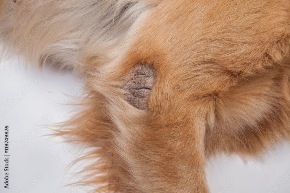 scabies in brown dog for animal diseases image on white background ...