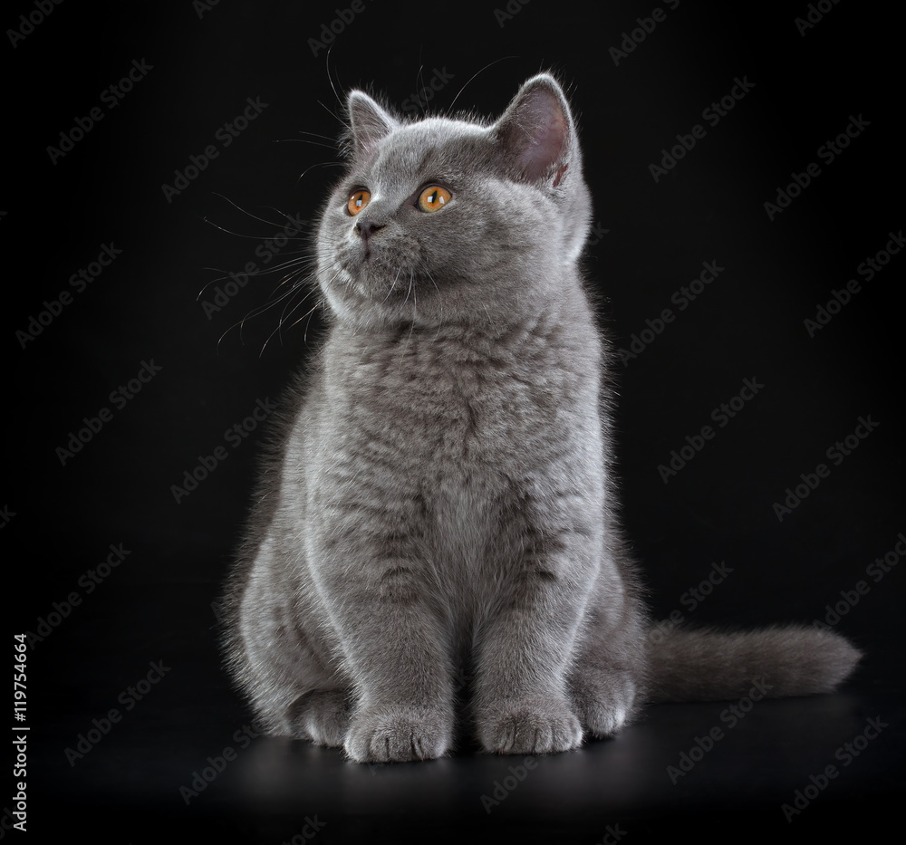 Pretty British Shorthair Blue Kitten on black background. Stock Photo ...