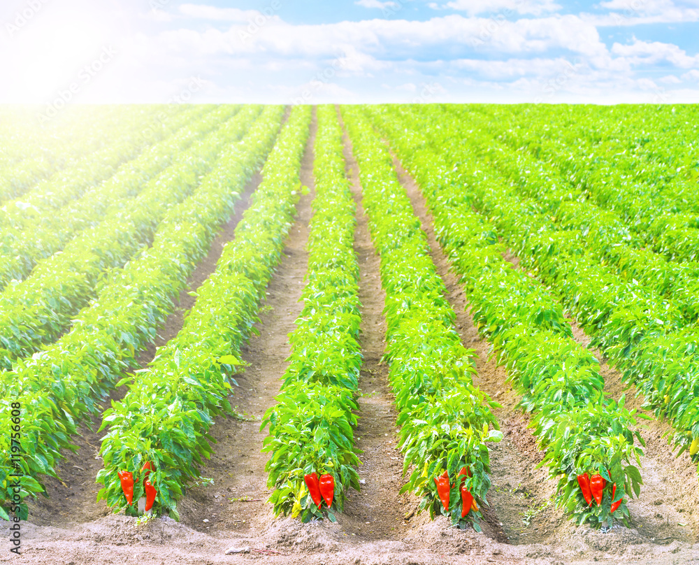 Red Peppers in a field with irrigation system and blue sky Stock Photo ...
