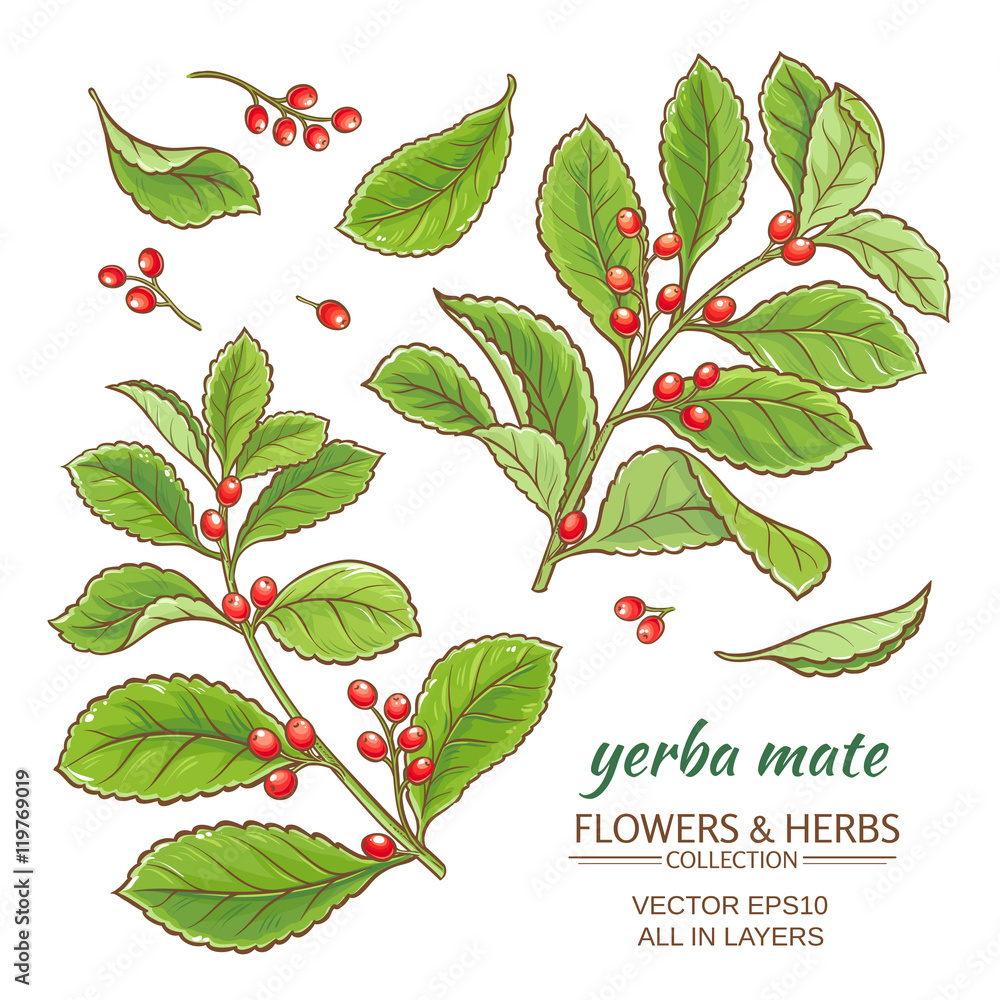 yerba mate vector set Stock Vector | Adobe Stock