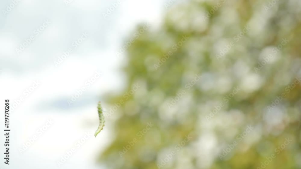 Caterpillar dangling from a tree by a single silk thread. Insect grub ...