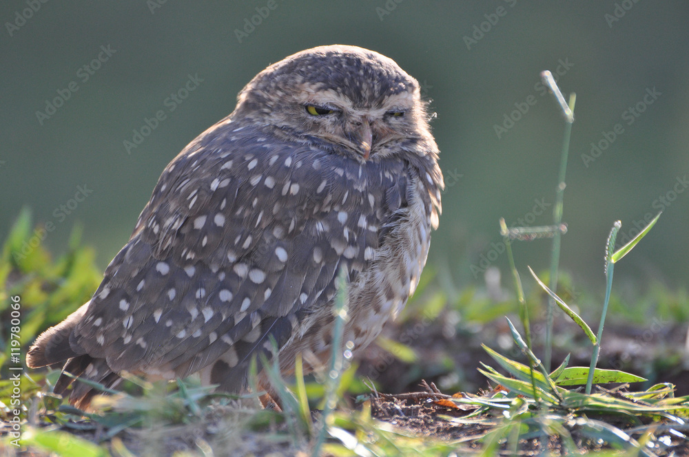 Owl shrunken looking forward Stock Photo | Adobe Stock
