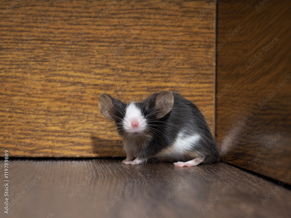 Gray-white furry mouse on the floor in the room. Pink nose, long ...