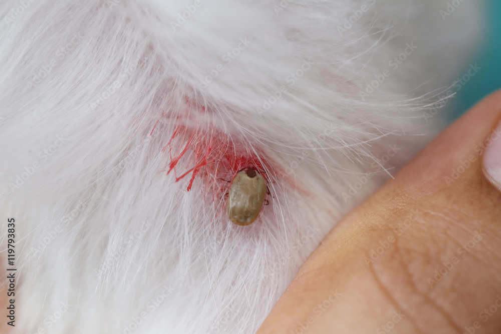 Big Ticks on a dog. Stock Photo | Adobe Stock