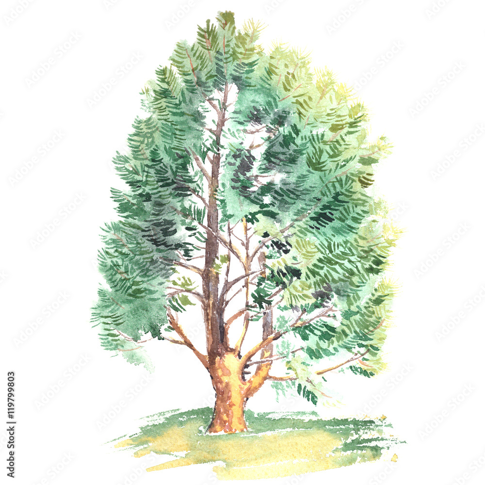 Watercolor painting of a realistic cedar tree, isolated on white ...
