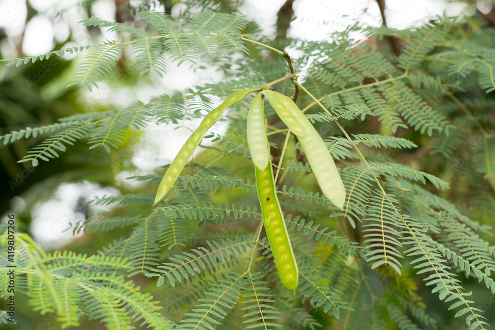 Leucaena leucocepphala Stock Photo | Adobe Stock