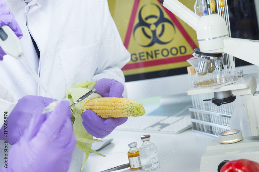 Gentechniker untersuchen Genfood Mais im Labor foto de Stock | Adobe Stock