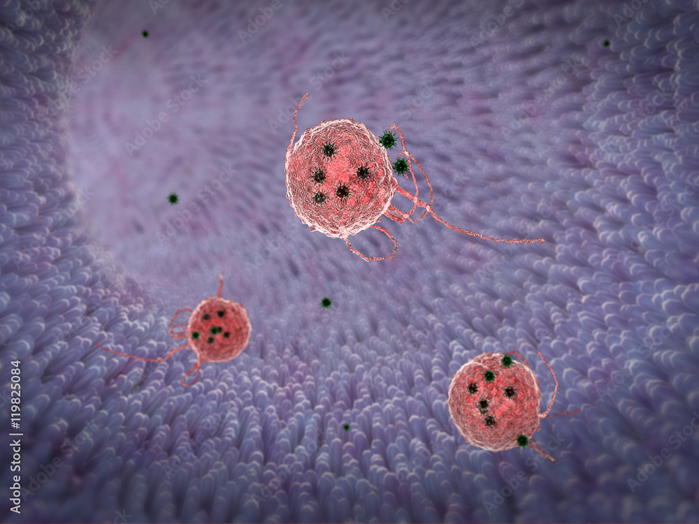 phagocytosis, phagocyte kills viruses, inside the human body, medical ...