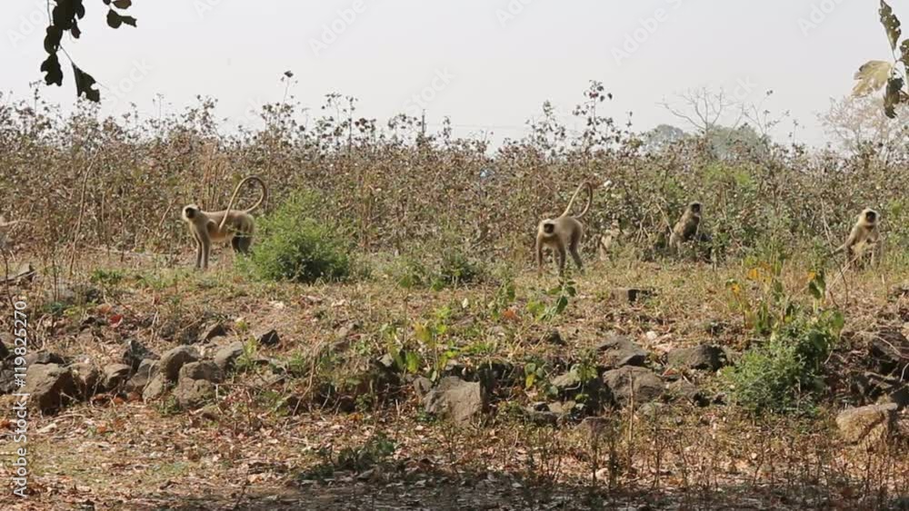 Monkeys Langur devastate fields of Indian farmers 1. Methods of ...